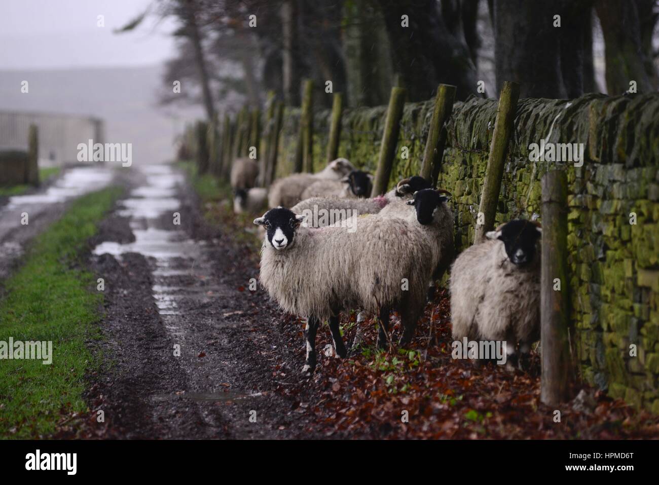 Sheep behind wall hi-res stock photography and images - Alamy