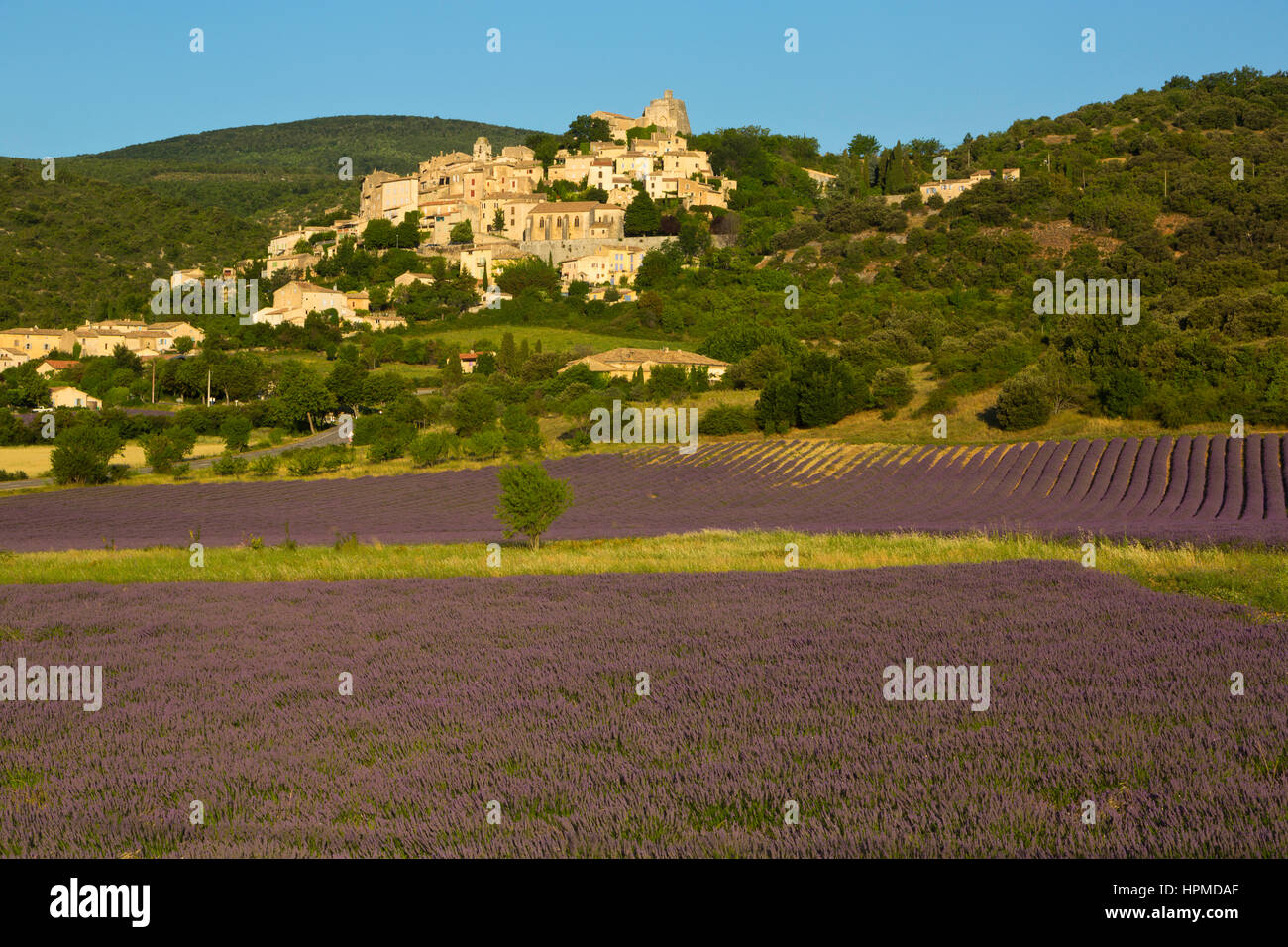 Lavender fields below the town of Banon in Provence, France Stock Photo ...
