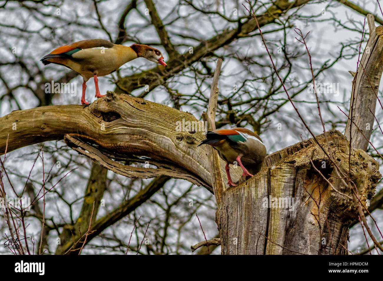 Geese building a nest Stock Photo - Alamy