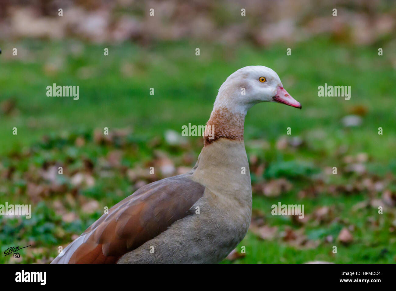Geese building a nest Stock Photo - Alamy