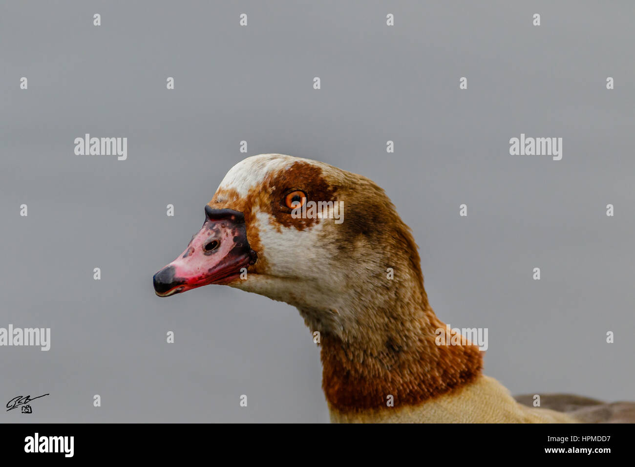 Geese building a nest Stock Photo - Alamy