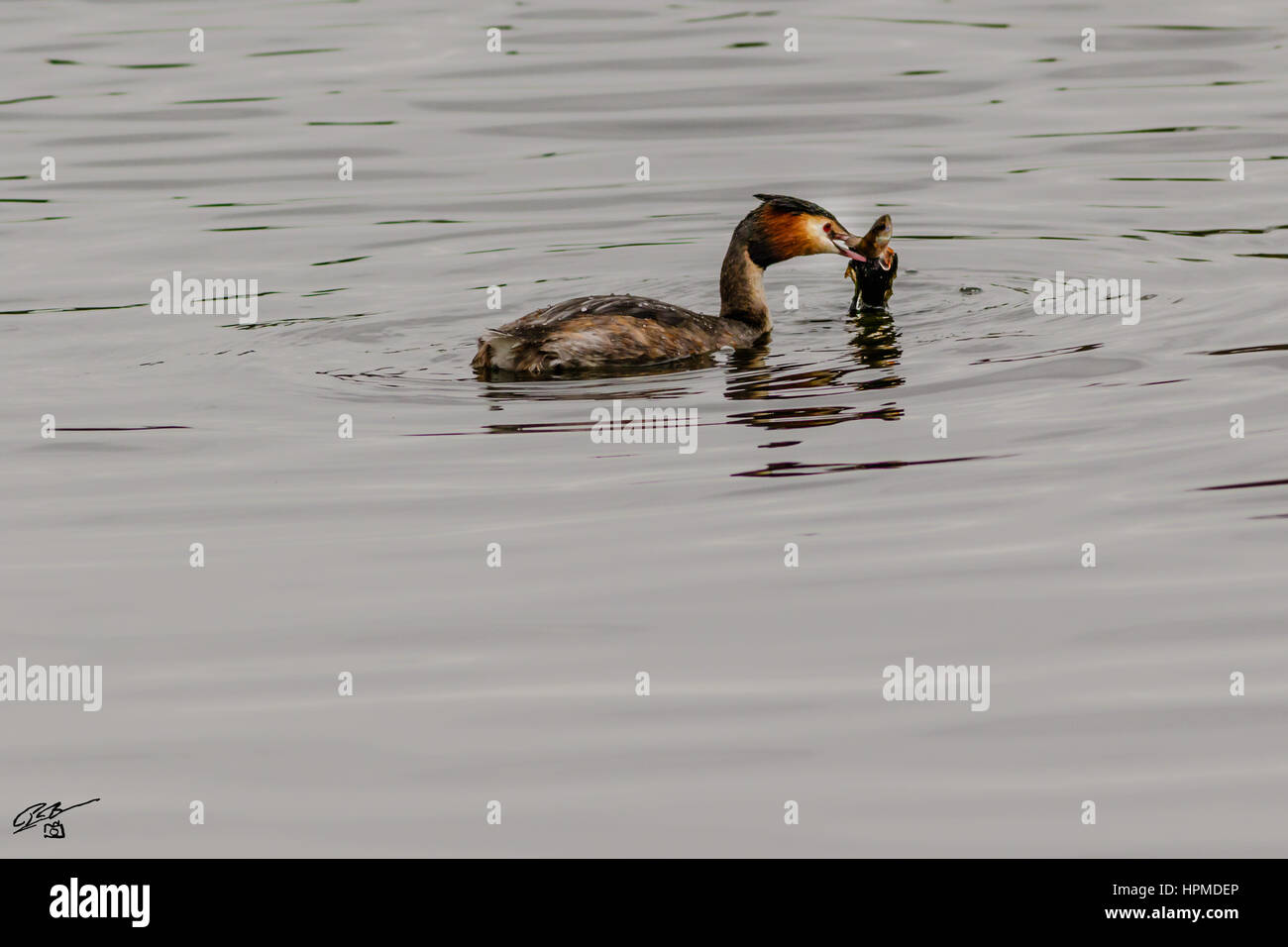 Gebe hi-res stock photography and images - Alamy