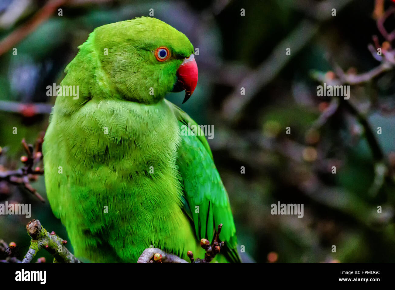 Ring neck parakeet Stock Photo - Alamy