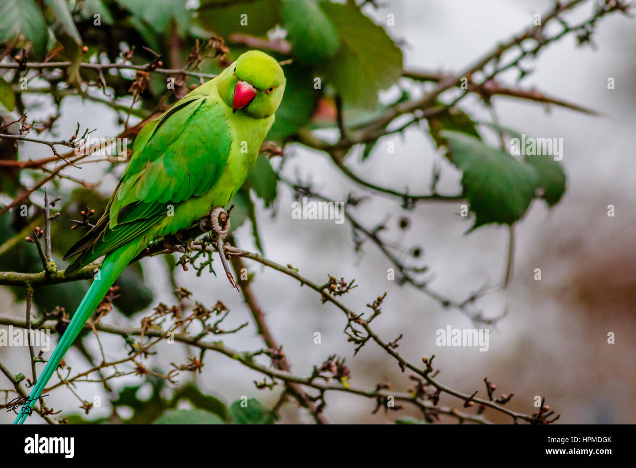 Ring neck parakeet Stock Photo - Alamy