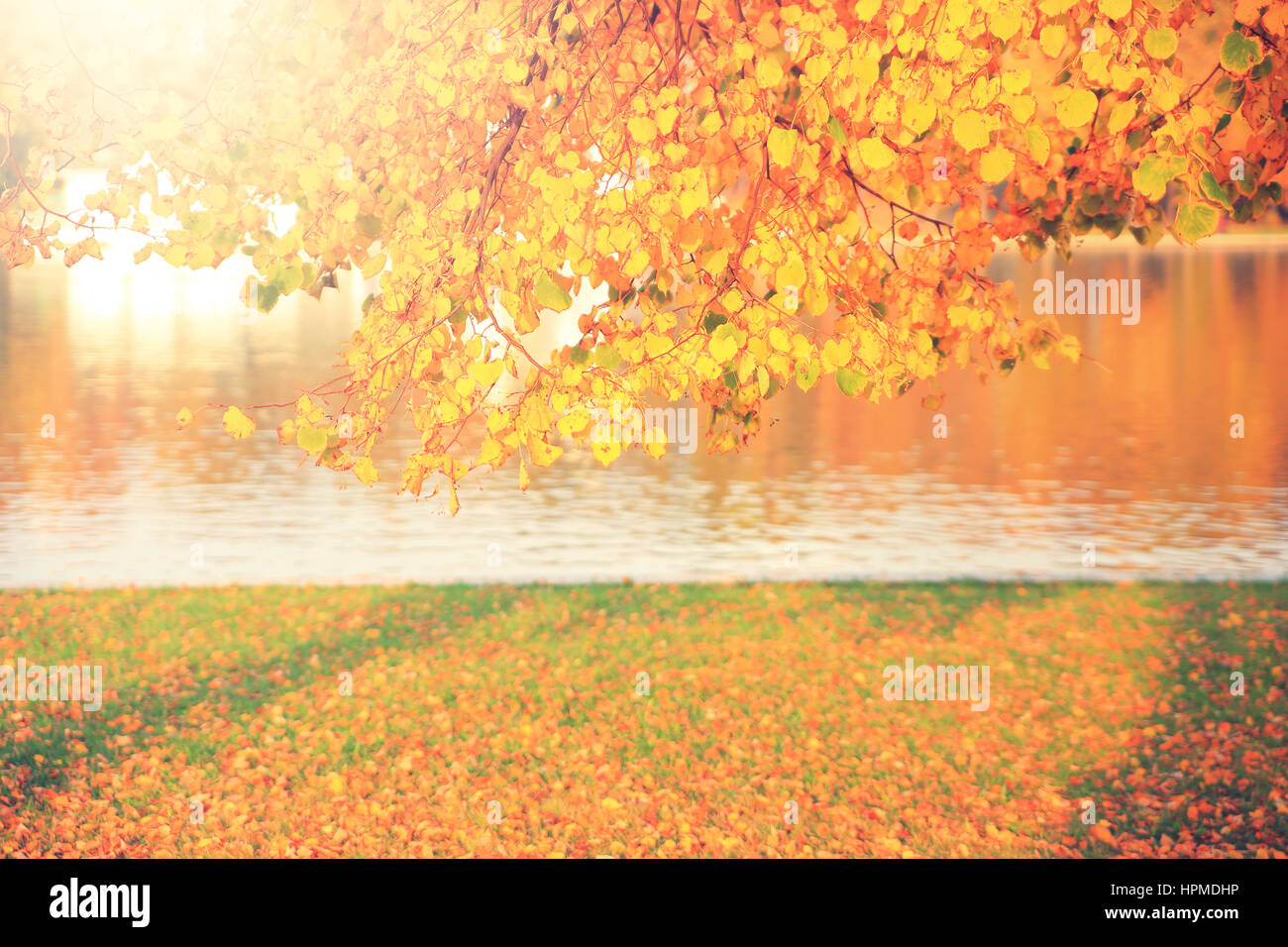 Bright autumn background. Yellow leaves illuminated by sun. Color ...