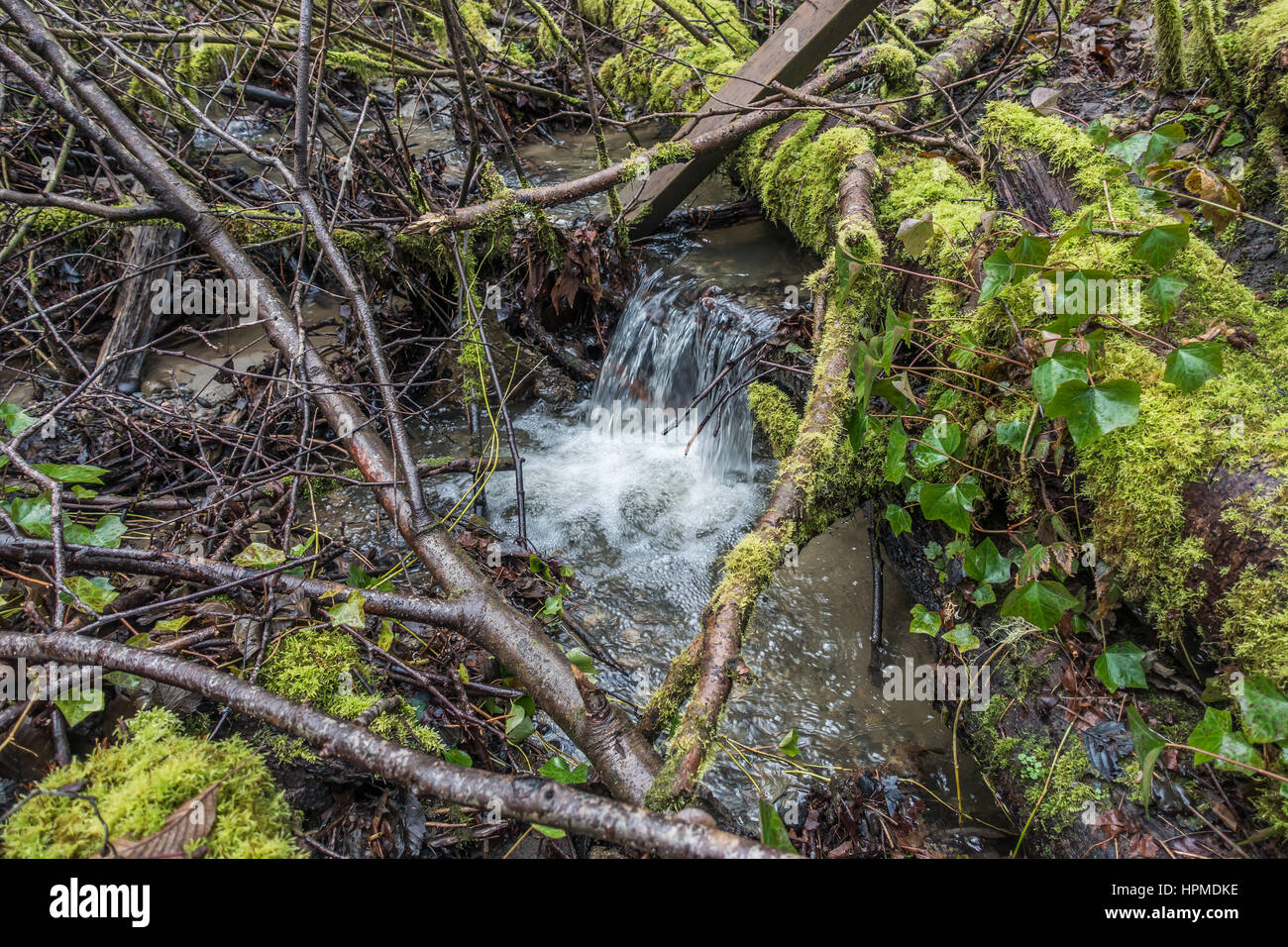 A stream flow through Dash Point State Park in washington State Stock ...