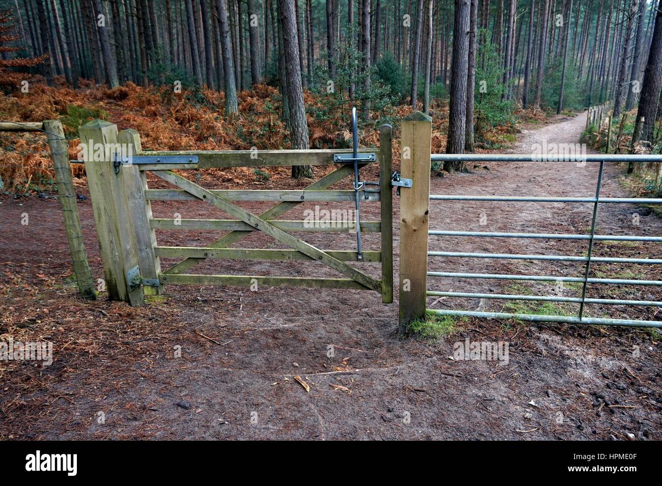Five Bar wooden gate with lever mechanism in a pine forest, leading to ...