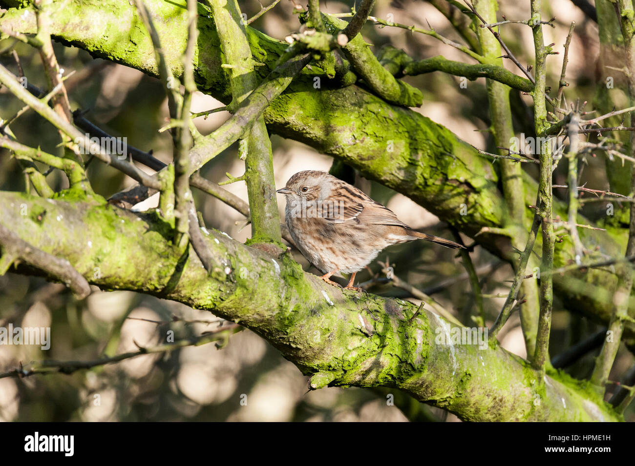 Dunnock england hi-res stock photography and images - Alamy