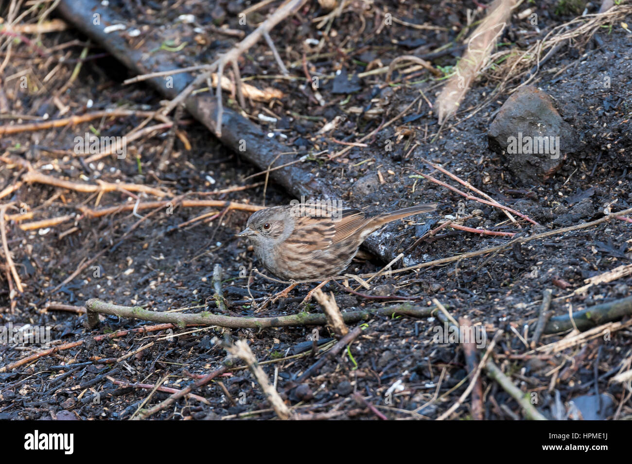 Dunnock england hi-res stock photography and images - Alamy