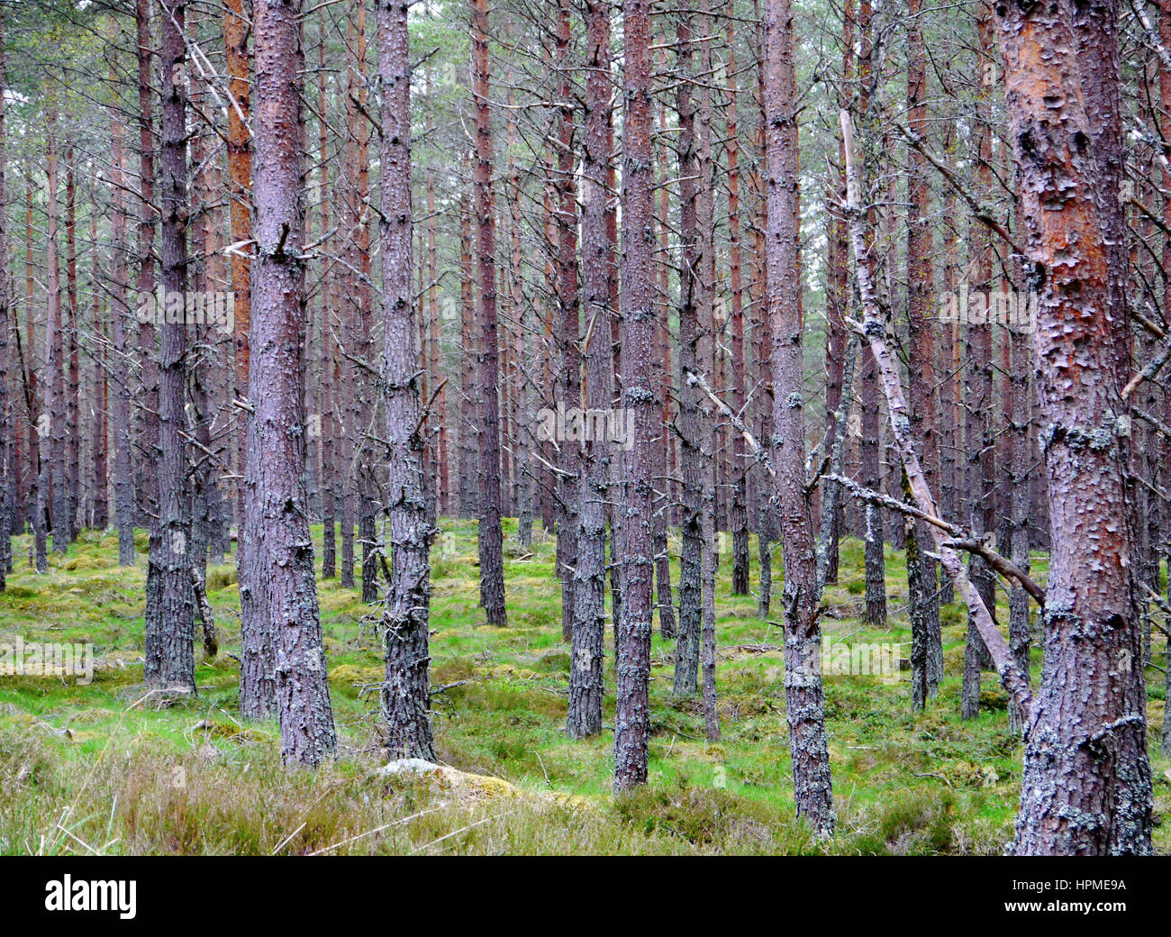 Kincraig hi-res stock photography and images - Alamy