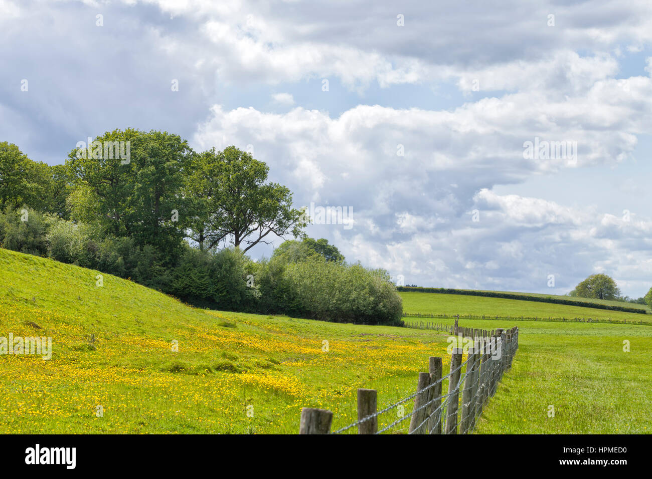 English countryside with yellow wildflowers, green meadows and fields ...