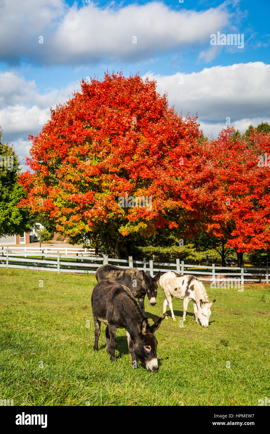 Donkeys grazing in a pasture with fall foliage color near Millersburg ...