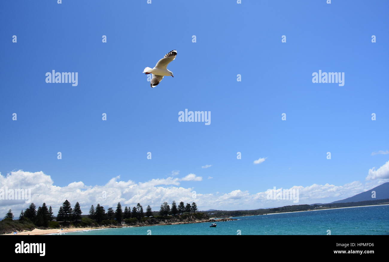 Seagull flying on beach. Fly seagull. Seagull and sea. Seagull flying ...