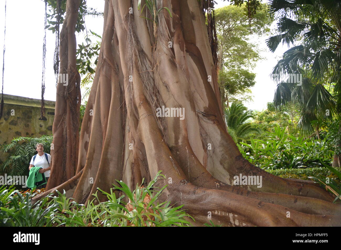 A banyan, also spelled "banian" is a fig that begins its life as an ...