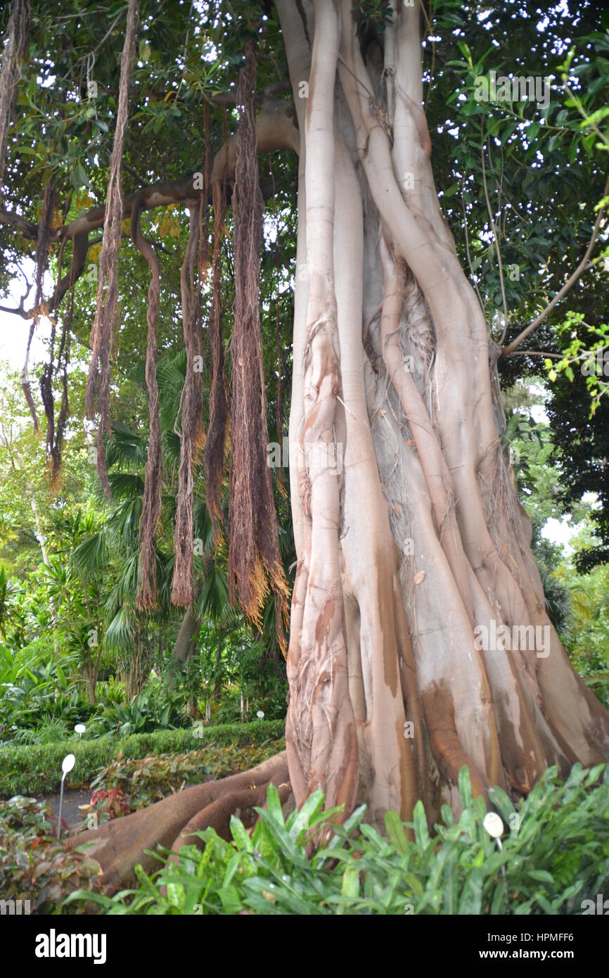 A banyan, also spelled "banian" is a fig that begins its life as an ...