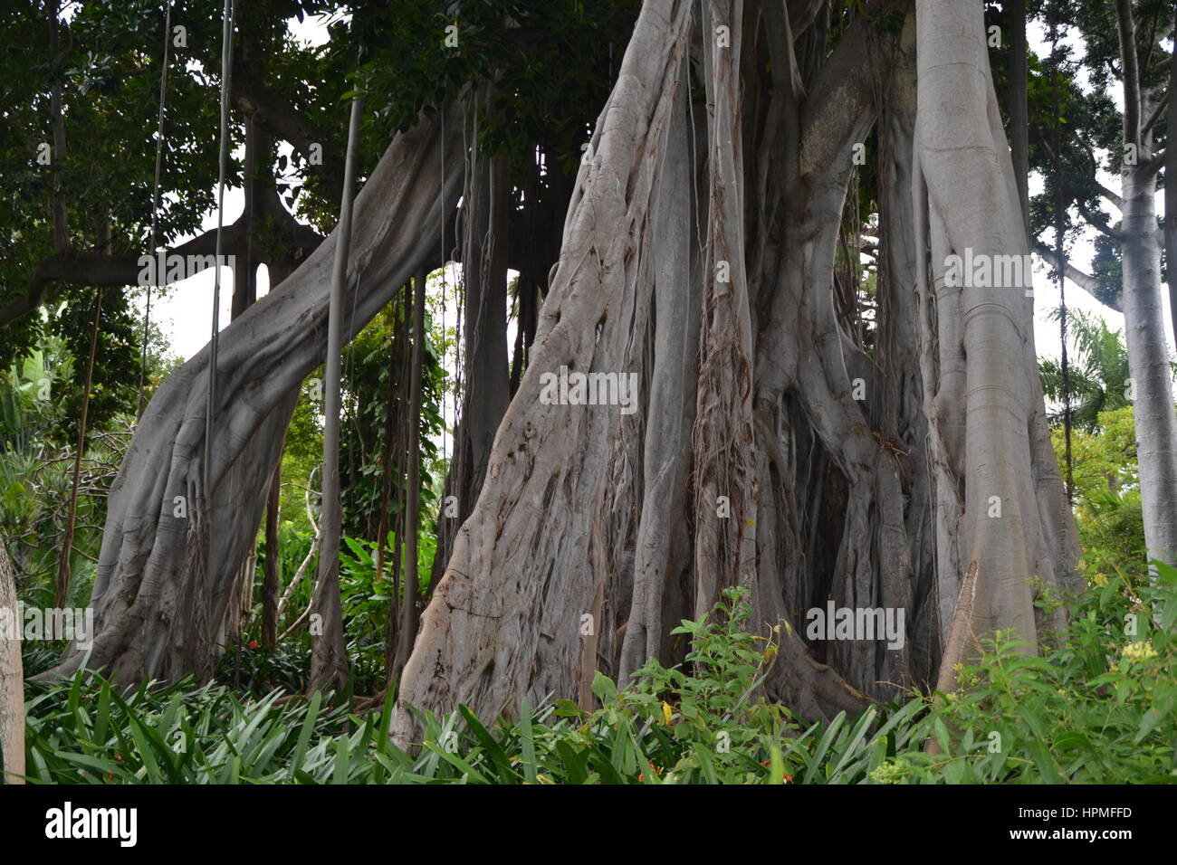 Remarkable Banyan Tree High Resolution Stock Photography and Images - Alamy