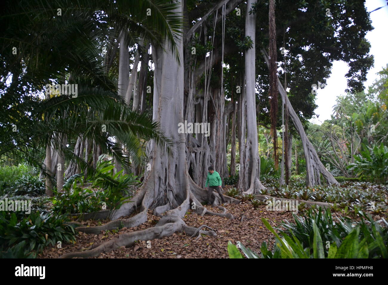 A banyan, also spelled "banian" is a fig that begins its life as an ...