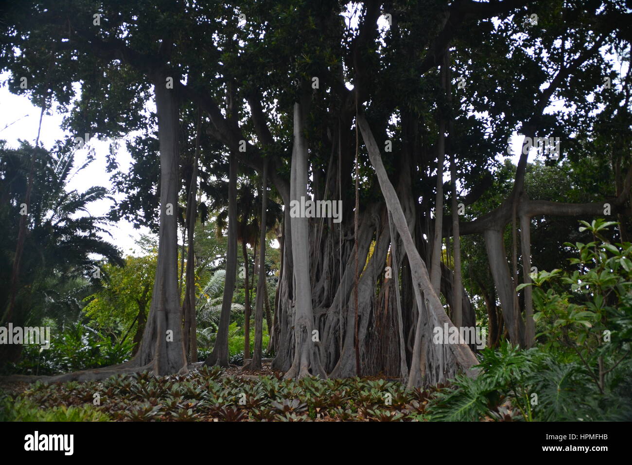 A banyan, also spelled "banian" is a fig that begins its life as an ...