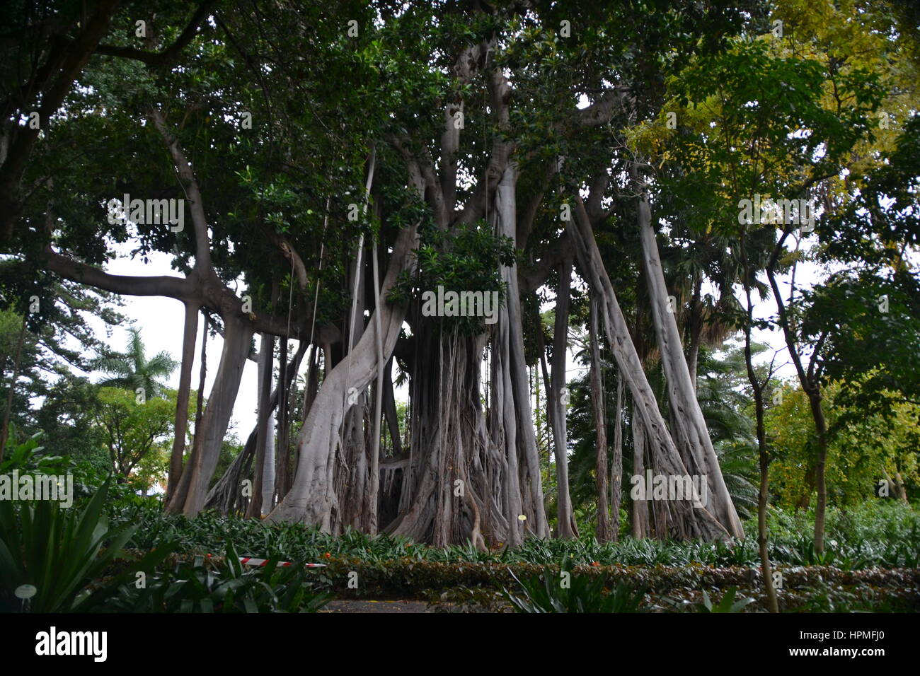 Remarkable Banyan Tree High Resolution Stock Photography and Images - Alamy