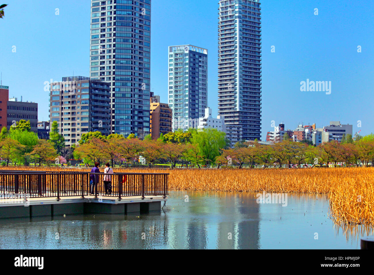 Shinobazu Pond and Skyscrapers in Ueno Park Tokyo Japan Stock Photo - Alamy