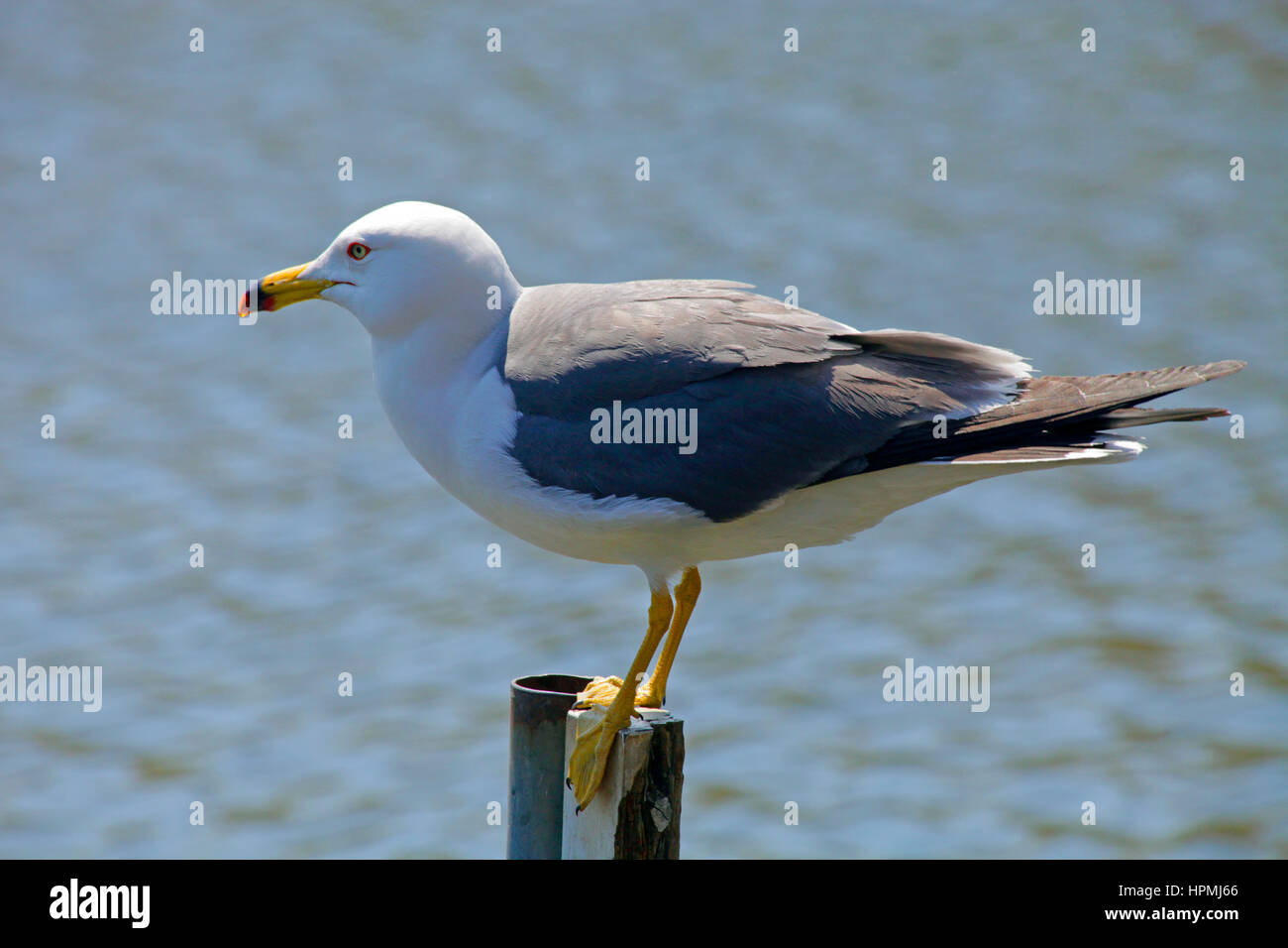A Seagull at Shinobazu Pond in Ueno Park Tokyo Japan Stock Photo - Alamy