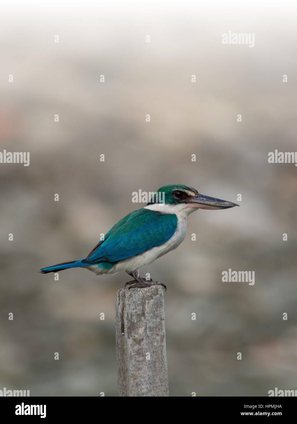Side view of a collared kingfisher - Todiramphus chloris - perched on a ...
