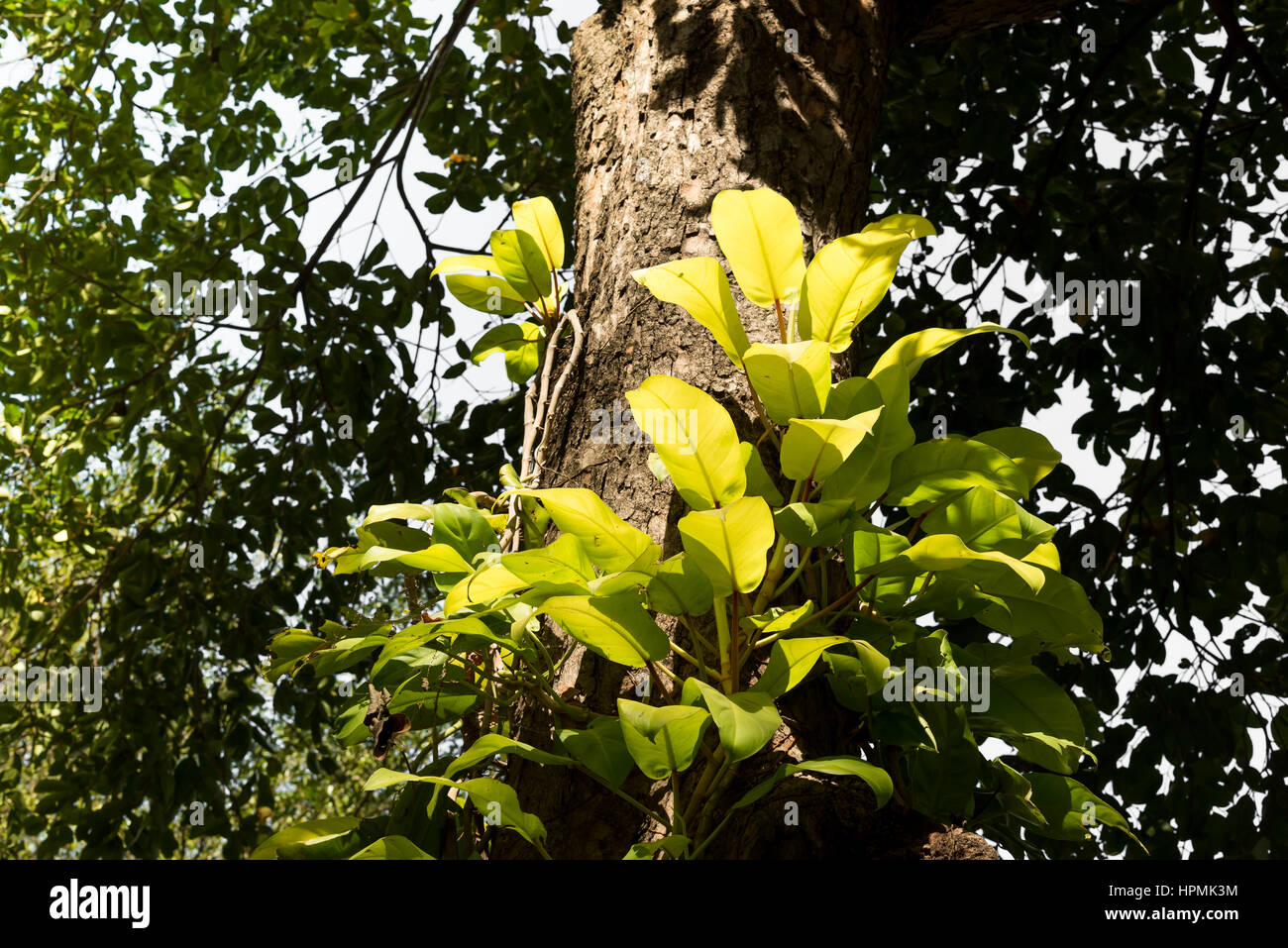 Parasitic Plants That Grow On Trees