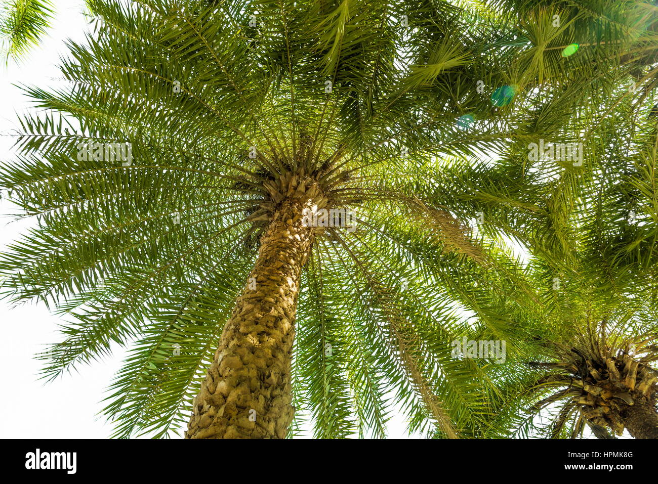 A view underneath the palm tree on isolate white background Stock Photo ...