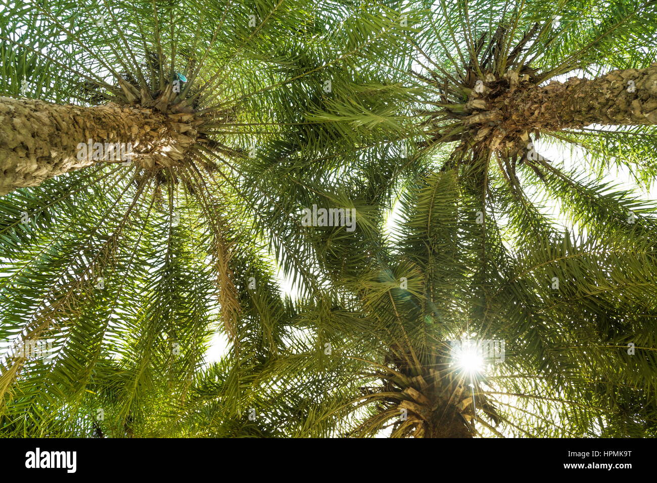 A view underneath the palm tree on isolate white background Stock Photo ...