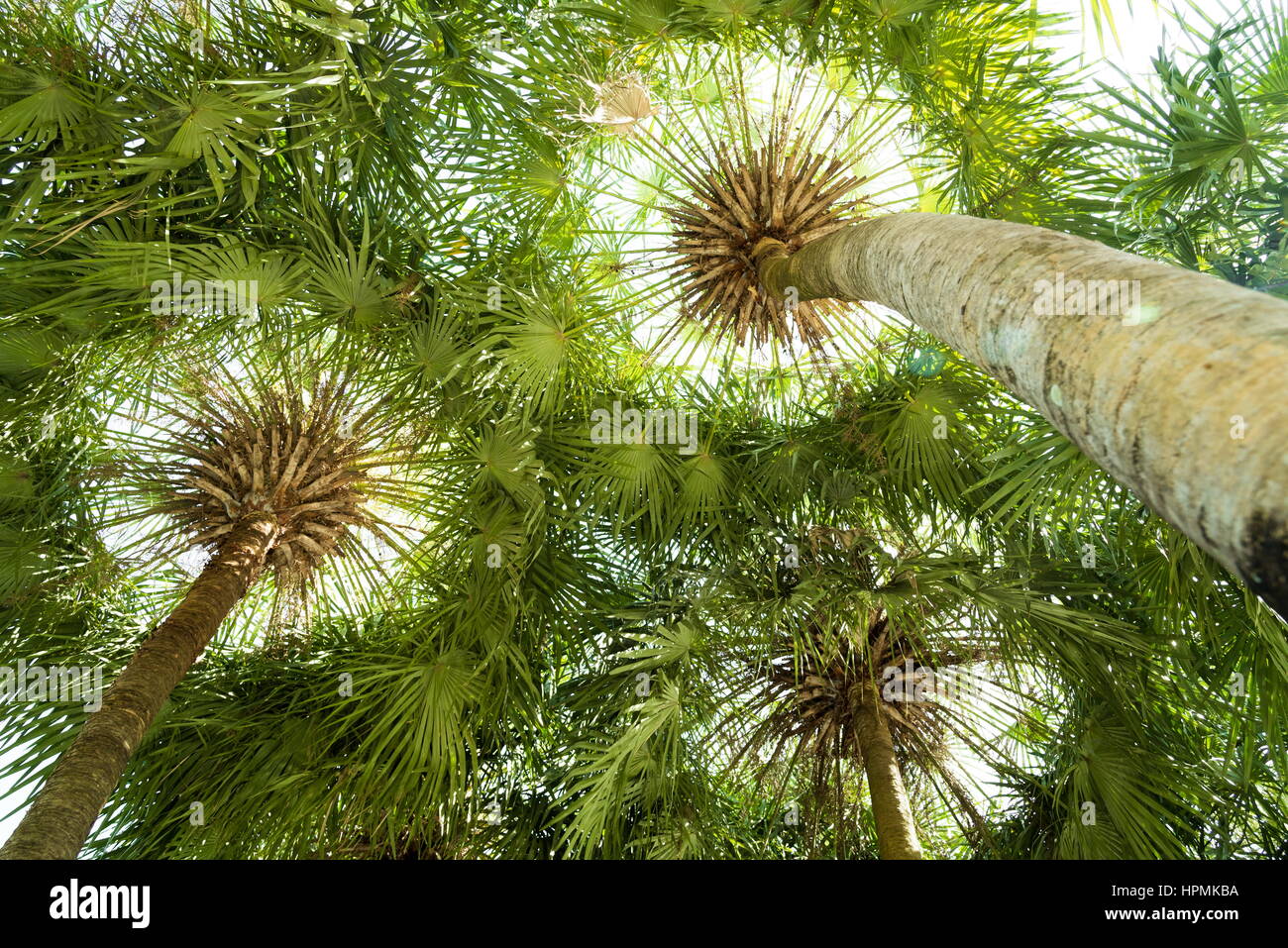 A view underneath the palm tree on isolate white background Stock Photo ...