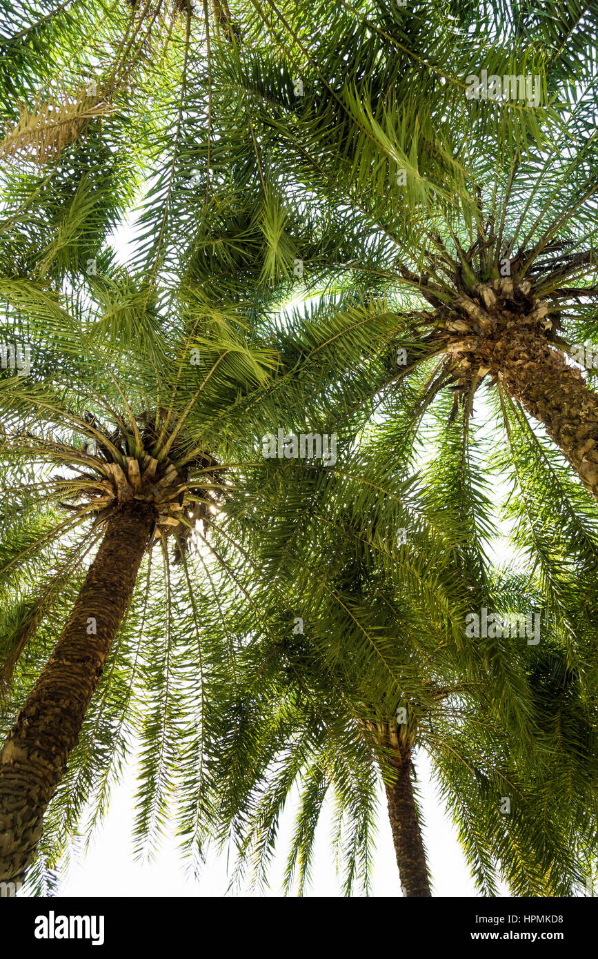 A view underneath the palm tree on isolate white background Stock Photo ...