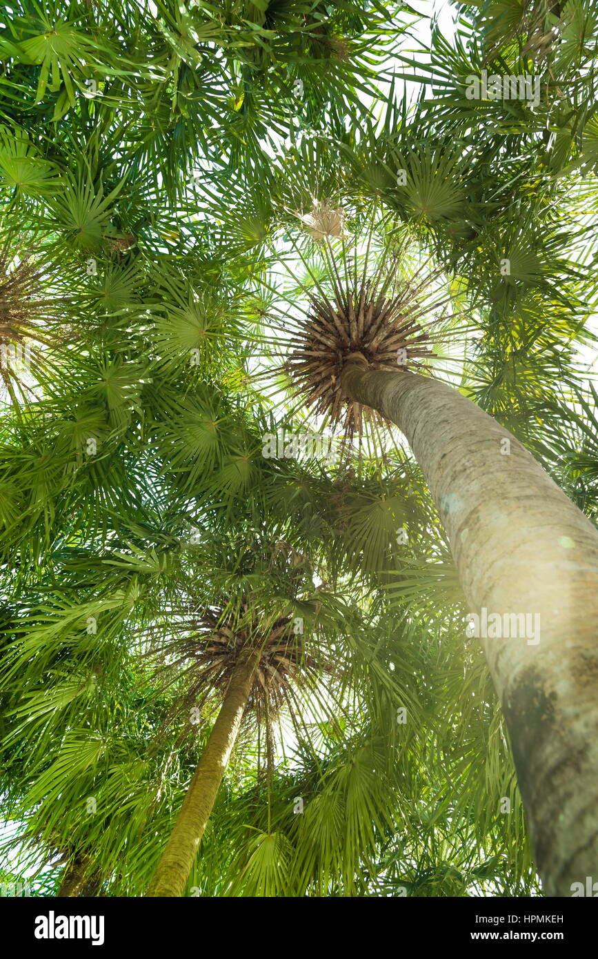 A view underneath the palm tree on isolate white background Stock Photo ...