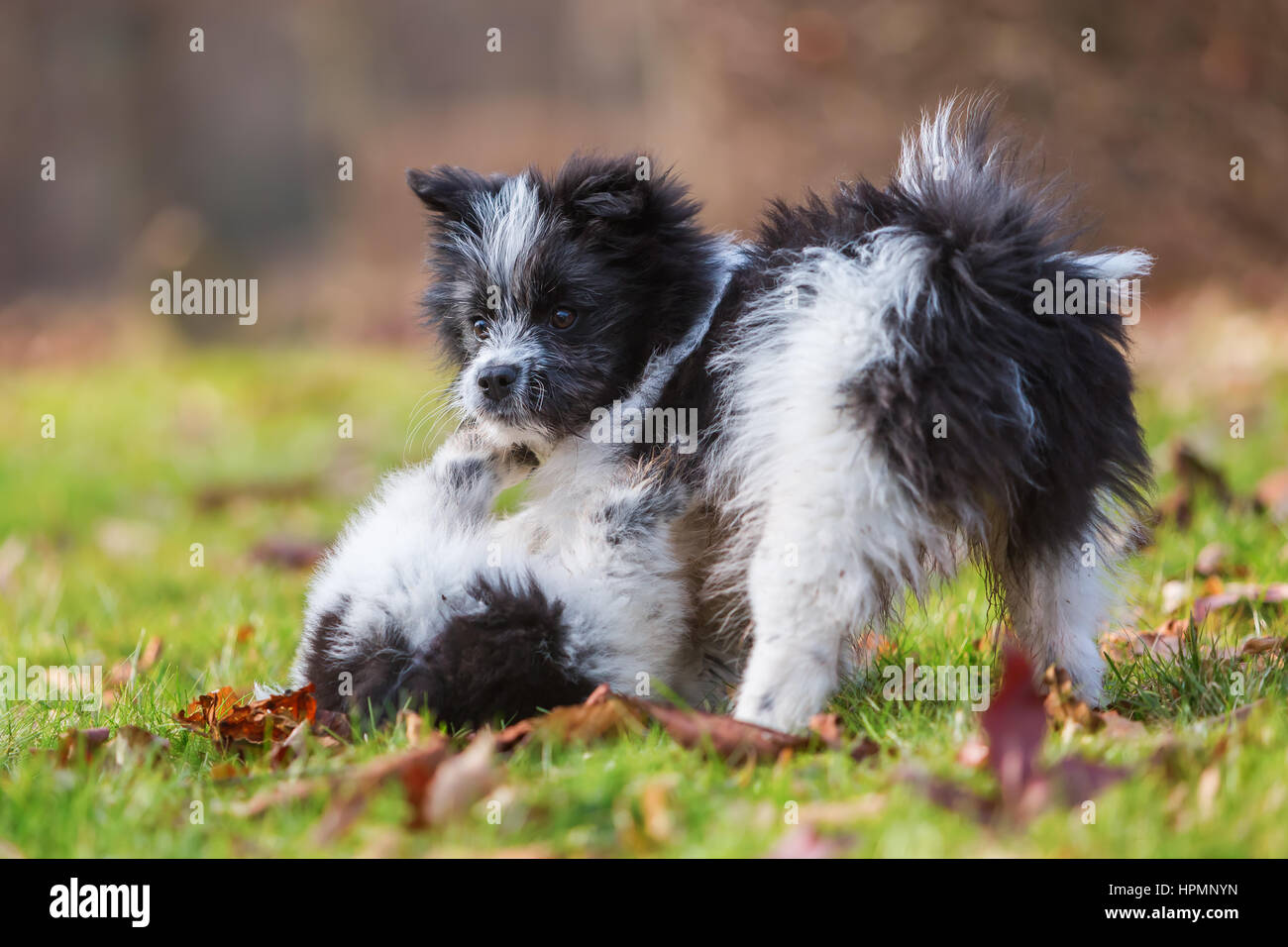 picture of two Elo puppies scuffling on the meadow Stock Photo - Alamy