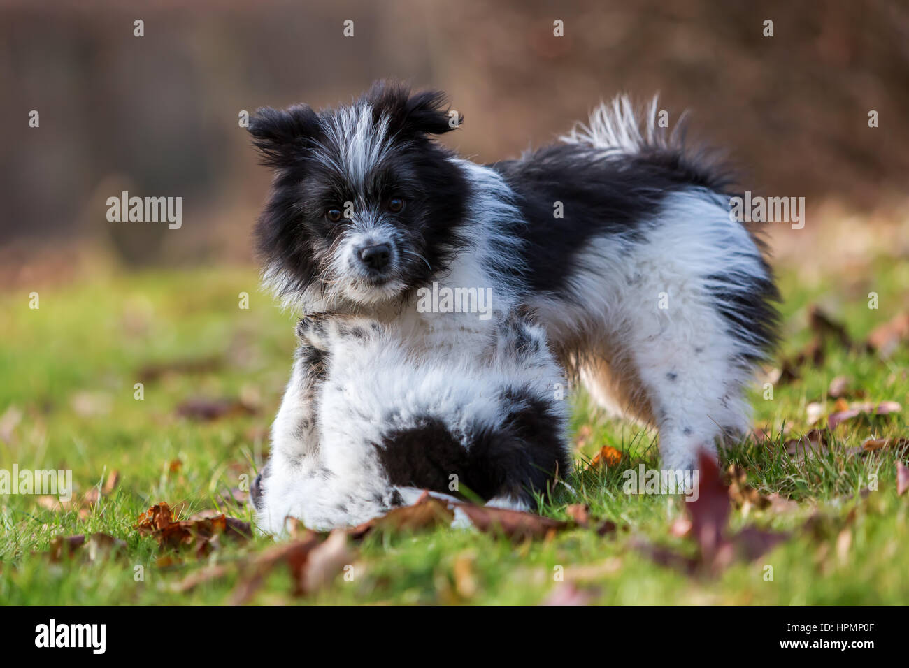 picture of two Elo puppies scuffling on the meadow Stock Photo - Alamy