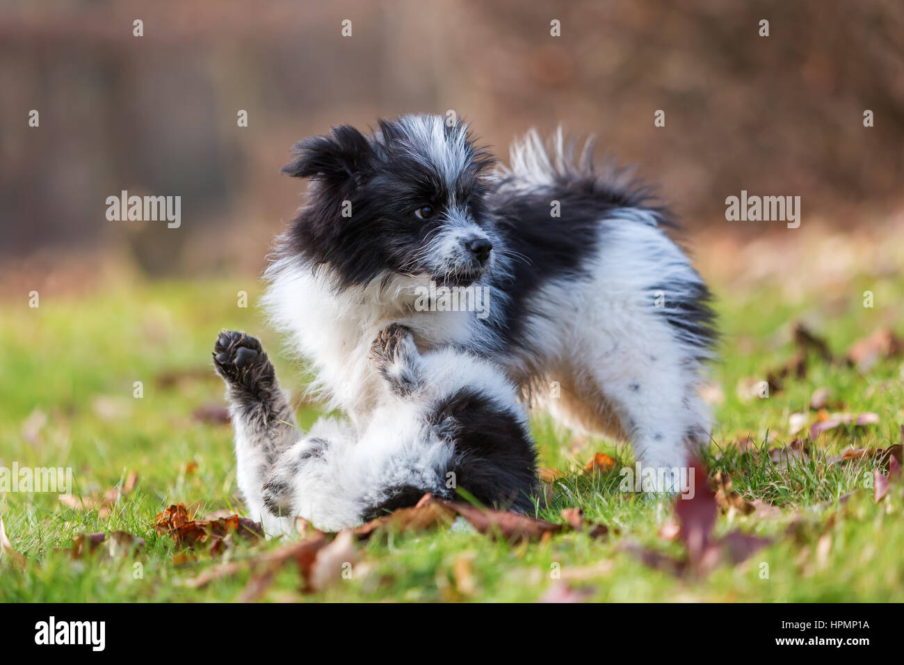 picture of two Elo puppies scuffling on the meadow Stock Photo - Alamy