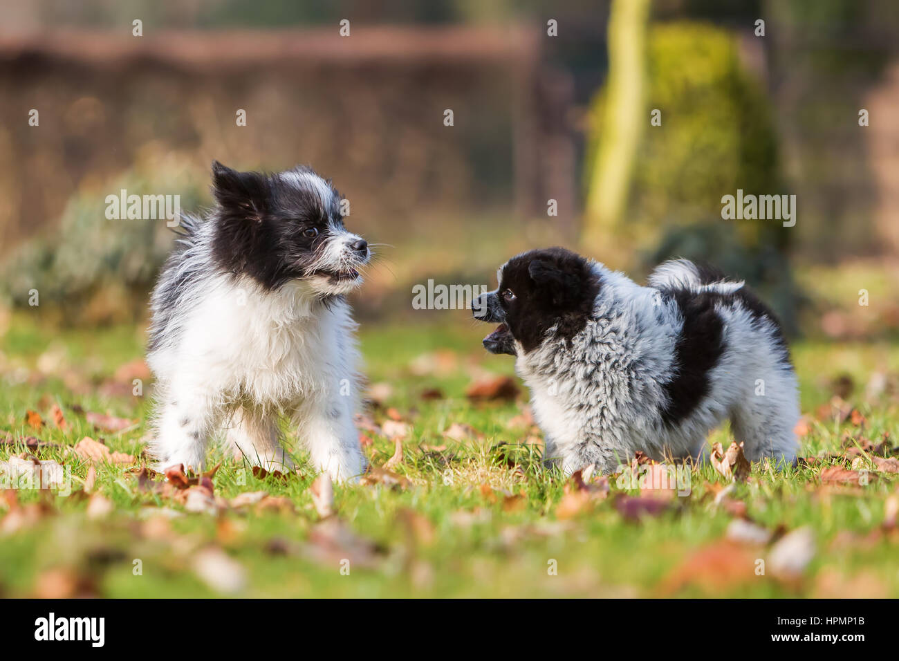 picture of two Elo puppies scuffling on the meadow Stock Photo - Alamy