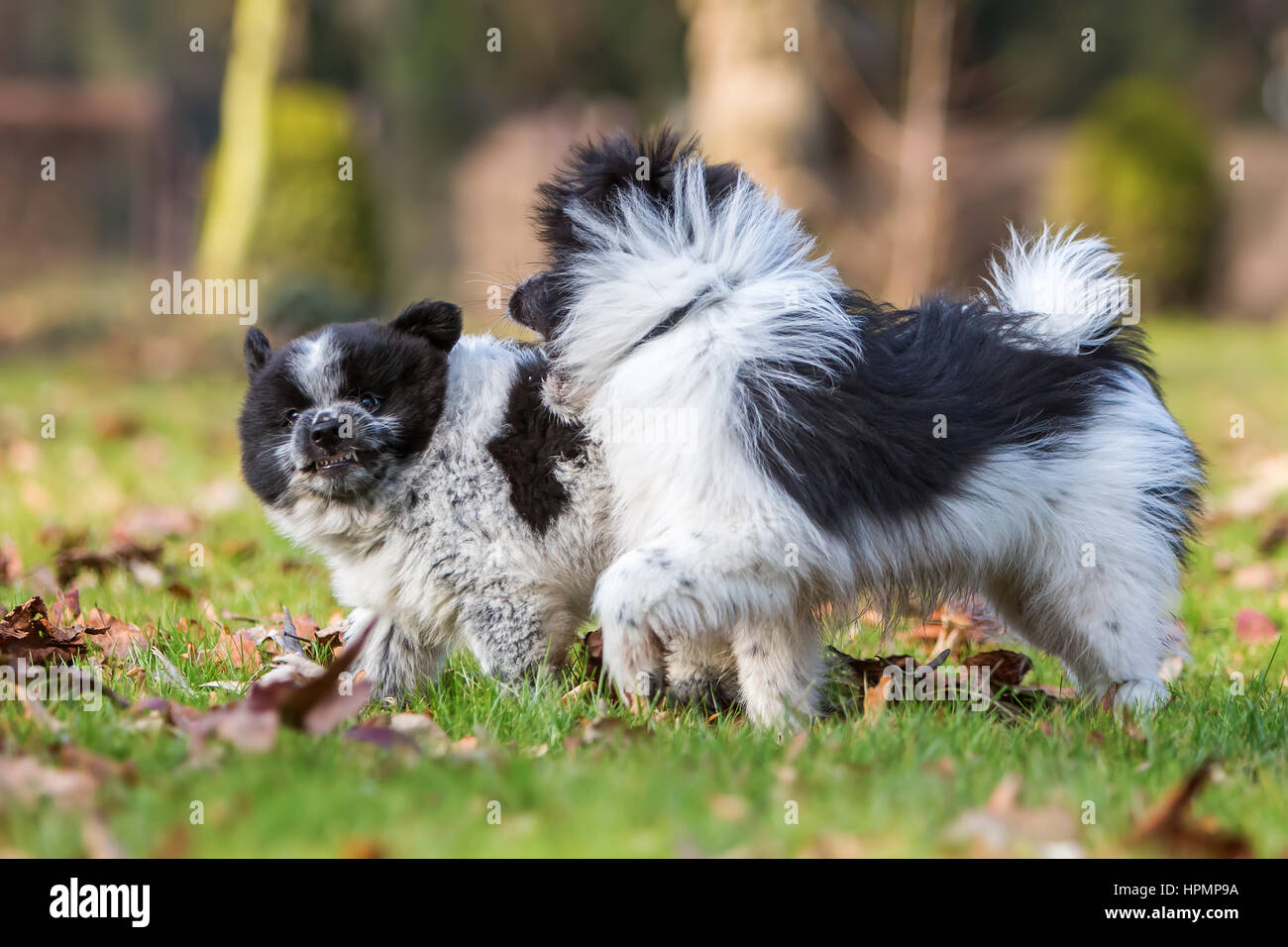 picture of two Elo puppies scuffling outdoors Stock Photo - Alamy