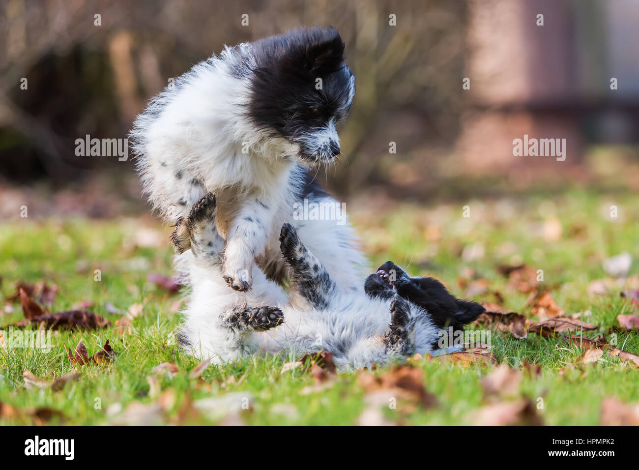 picture of two Elo puppies scuffling outdoors Stock Photo - Alamy