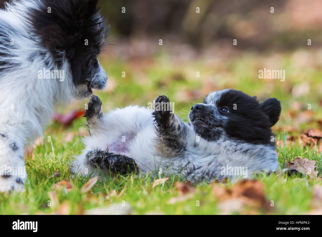 picture of two Elo puppies scuffling outdoors Stock Photo - Alamy
