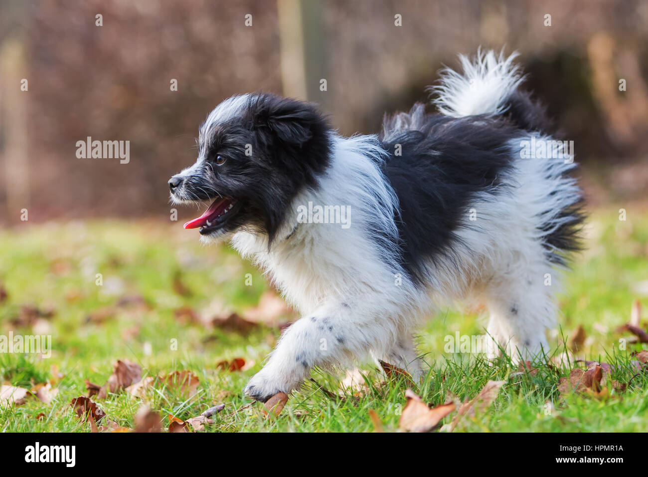 cute Elo puppy walking on the meadow Stock Photo - Alamy