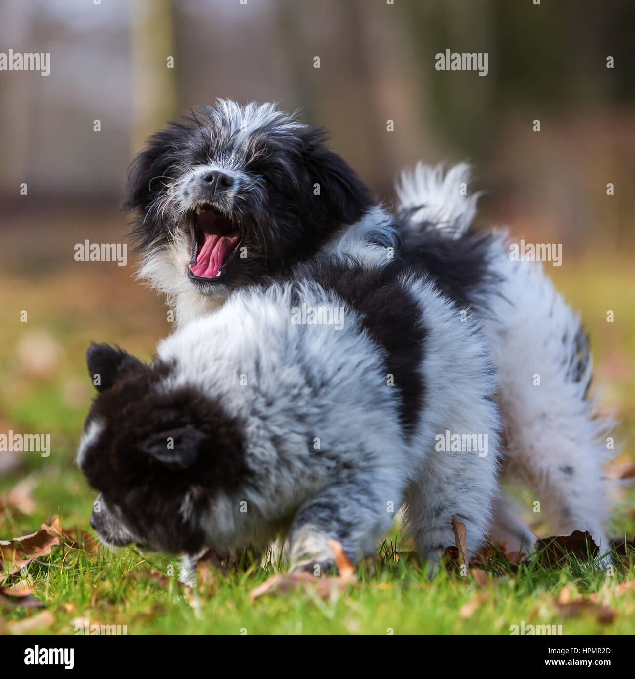 picture of two Elo puppies scuffling outdoors Stock Photo - Alamy