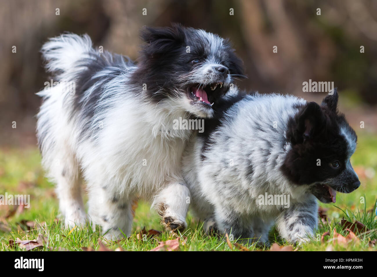 picture of two Elo puppies scuffling outdoors Stock Photo - Alamy