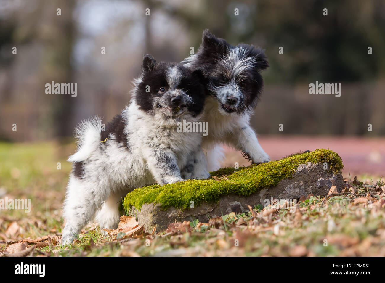 picture of two Elo puppies scuffling outdoors Stock Photo - Alamy
