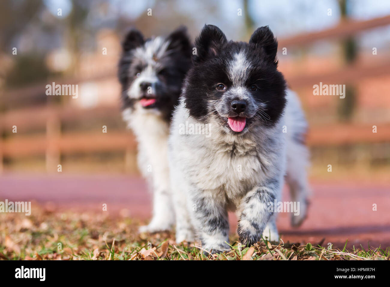 two Elo puppies walking on a country path Stock Photo - Alamy