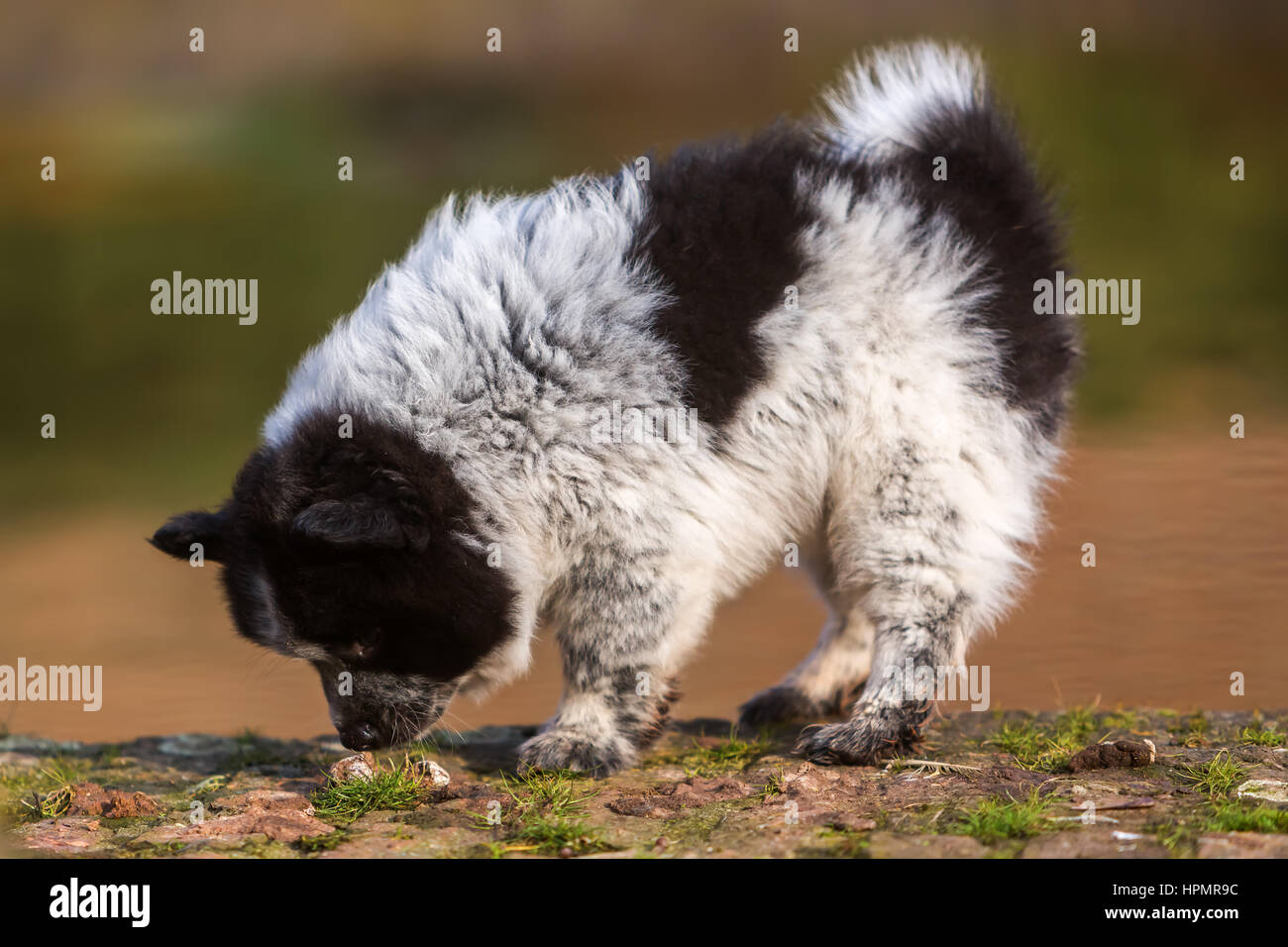 Fecal dog hi-res stock photography and images - Alamy