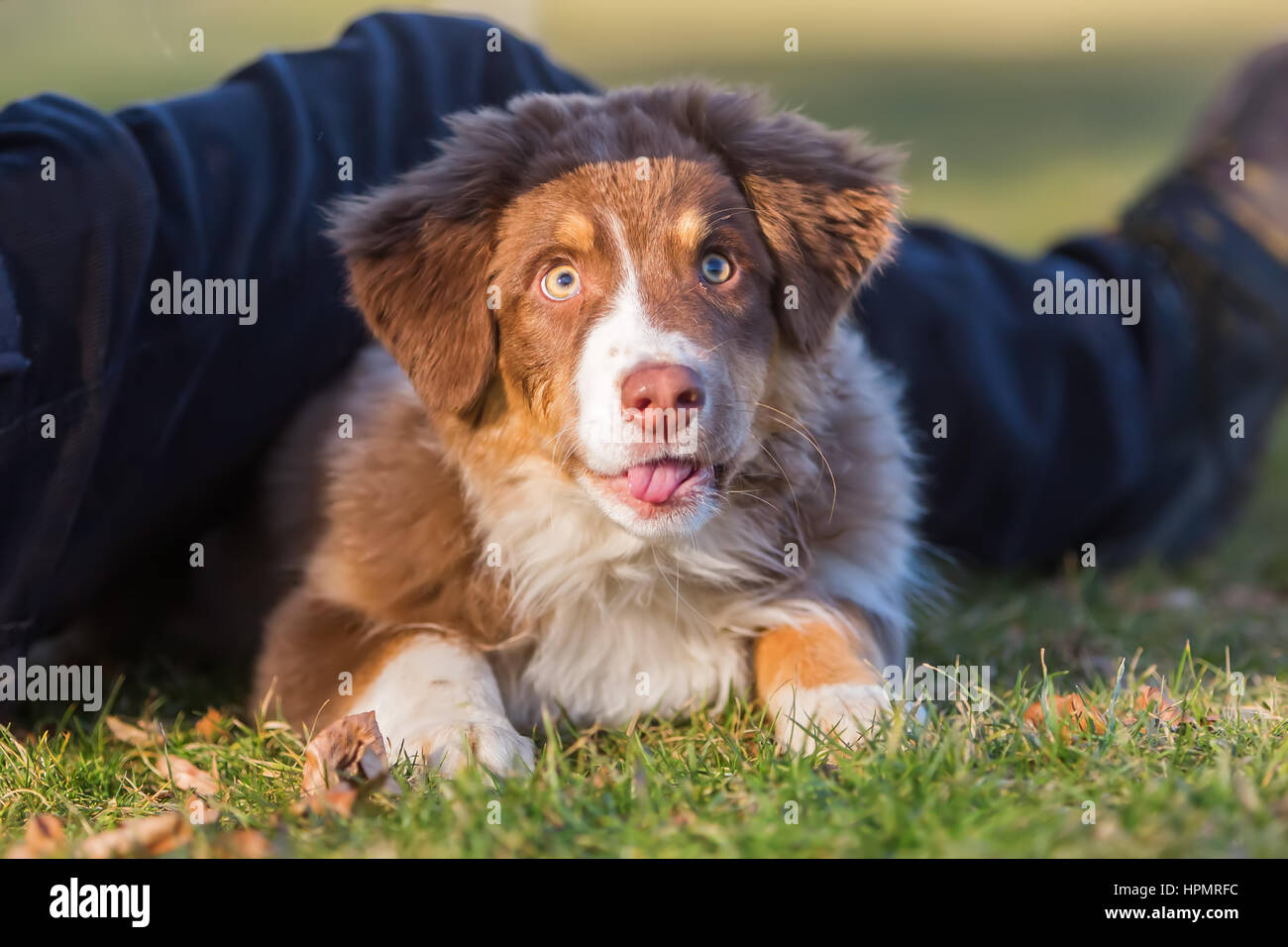 Australian shepherd puppy lying hi-res stock photography and images - Alamy