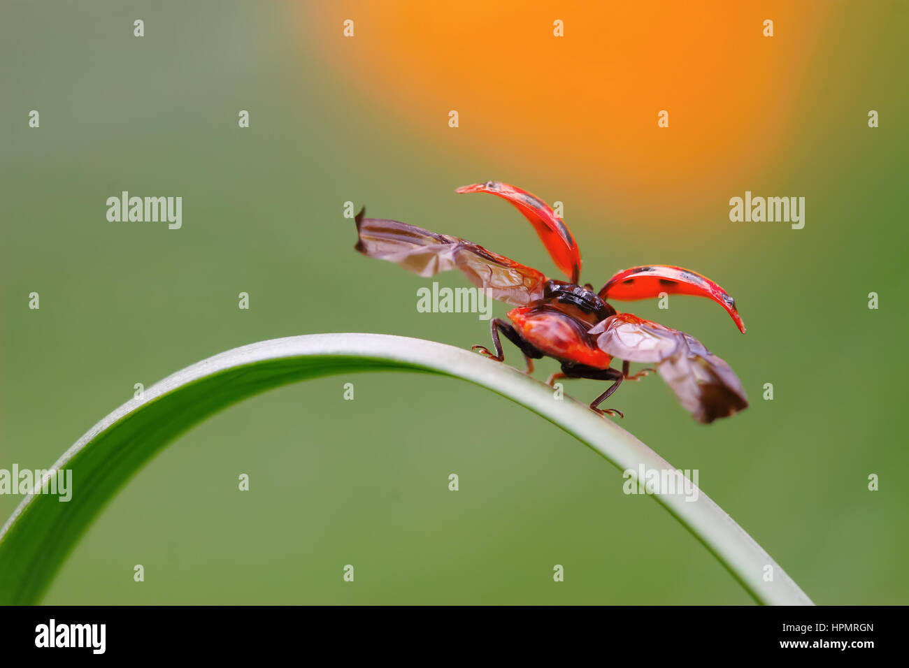 backview of a ladybug taking-off from culm Stock Photo - Alamy