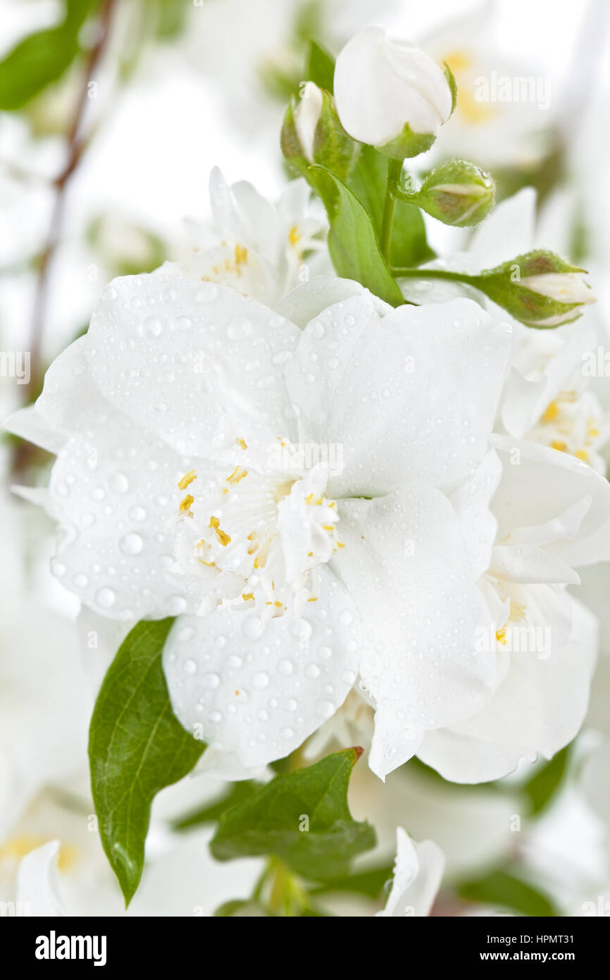 Jasmine flowers border hi-res stock photography and images - Alamy