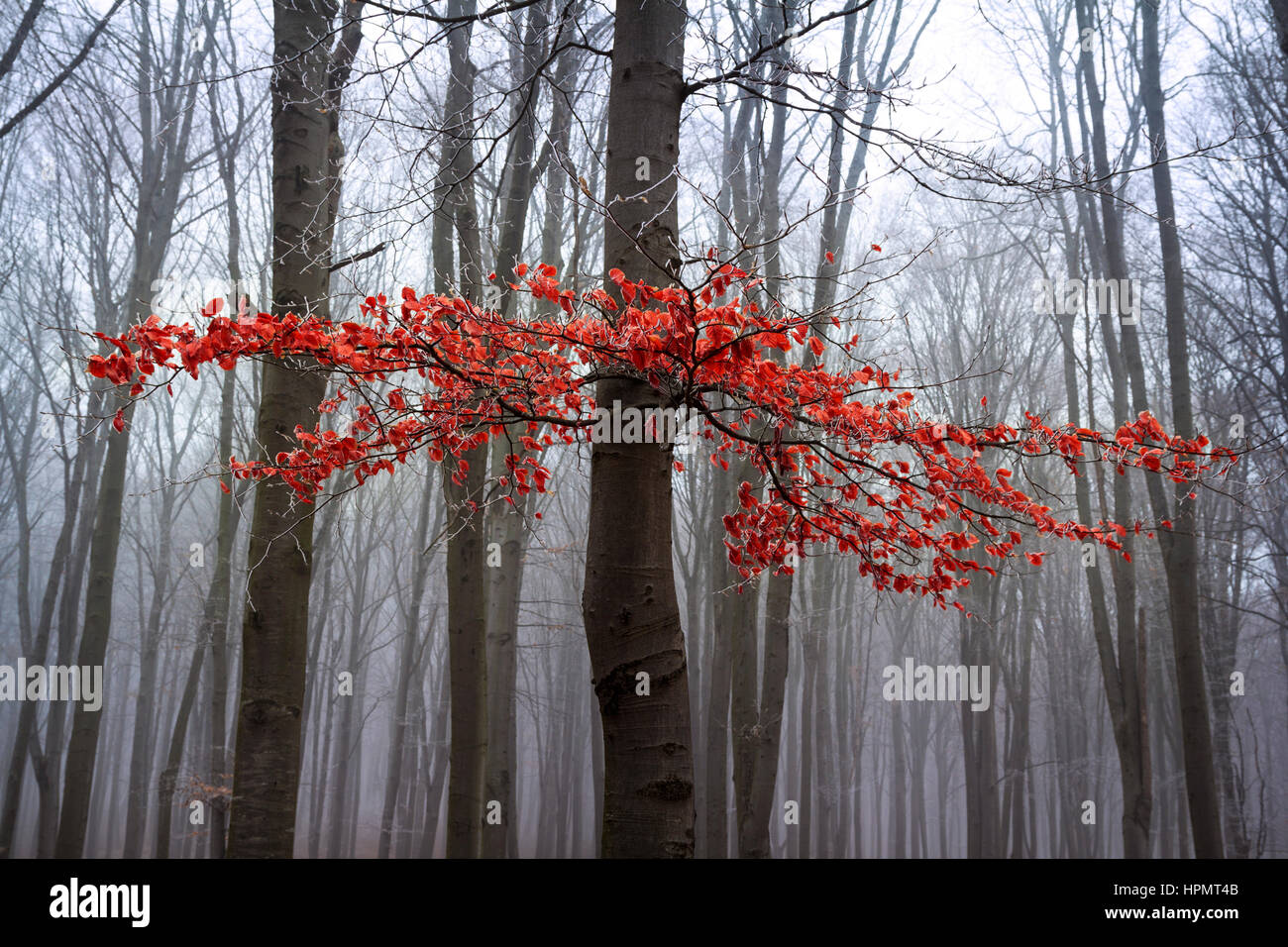 Blaze of autumn colour hi-res stock photography and images - Alamy