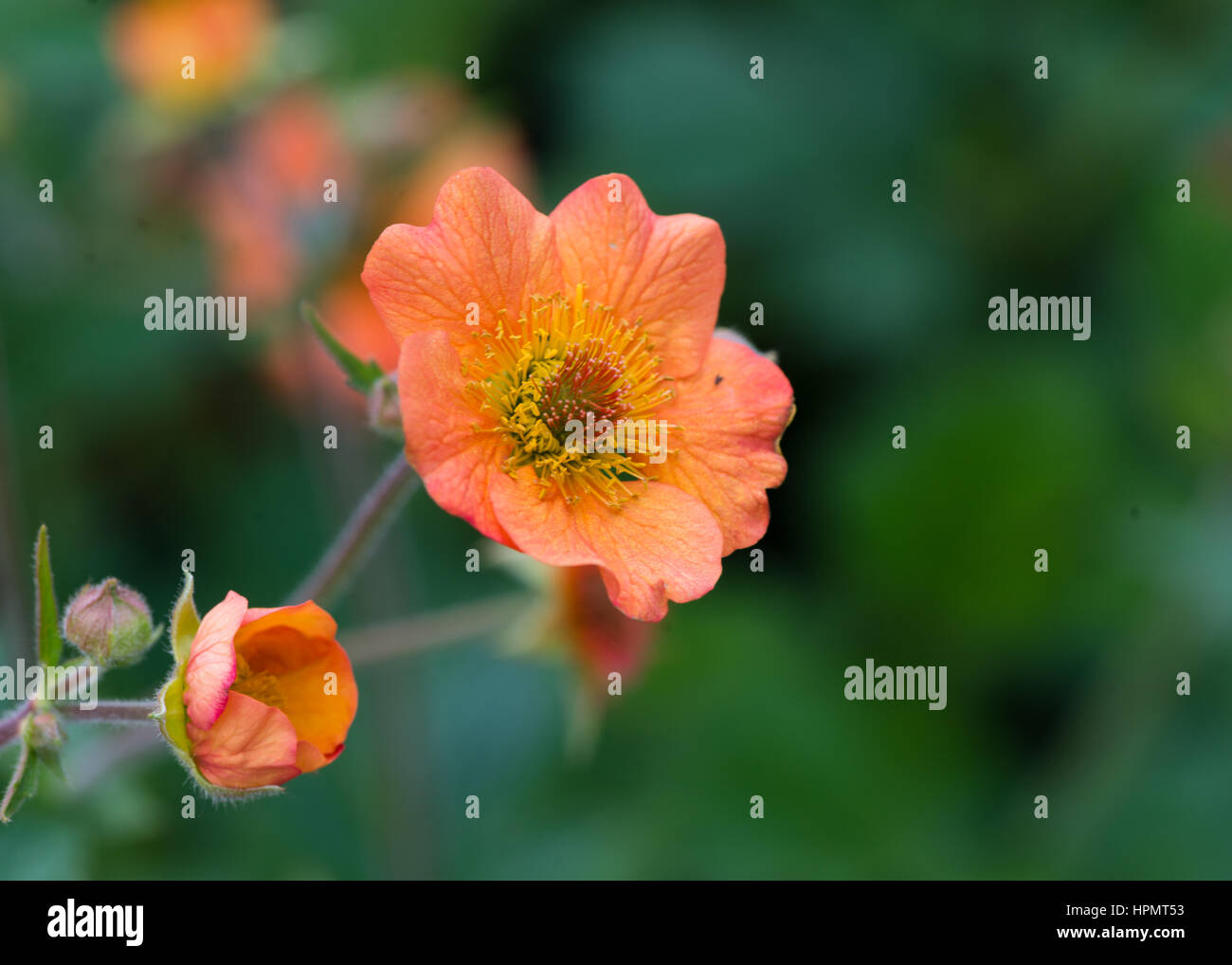 Garden orange geum hi-res stock photography and images - Alamy